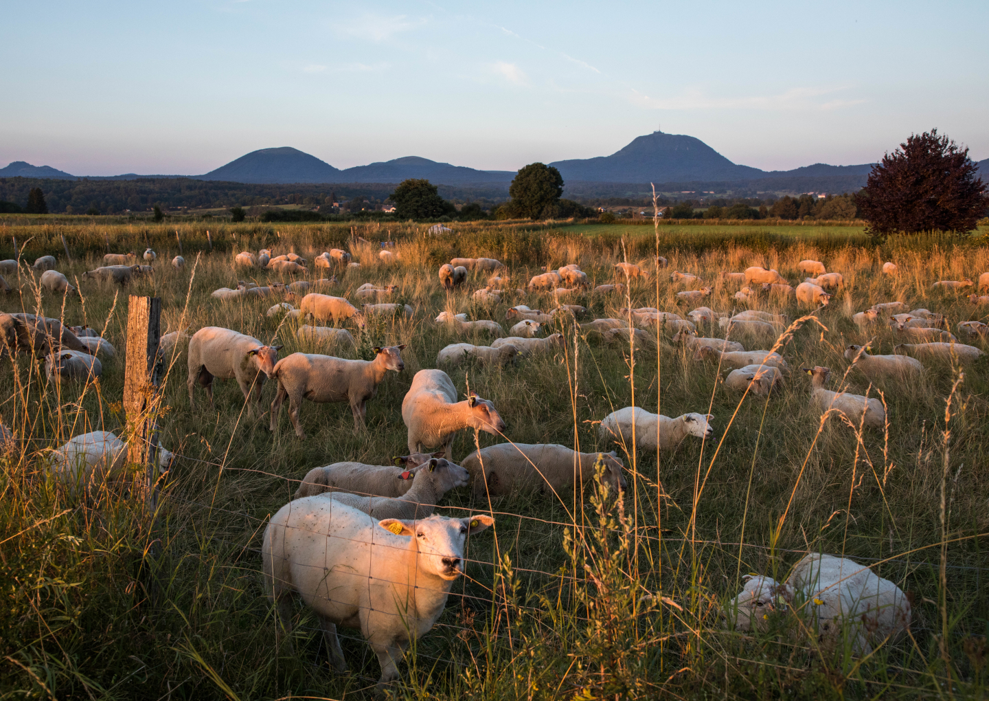 Nouvelle programmation FEADER 2023-2027 | Région Auvergne-Rhône-Alpes